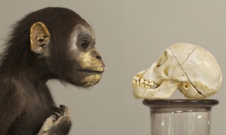 Art, mathematics and a spider crab at the D’Arcy Thompson Zoology ...