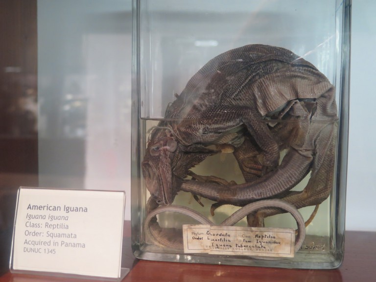 Art, mathematics and a spider crab at the D’Arcy Thompson Zoology ...