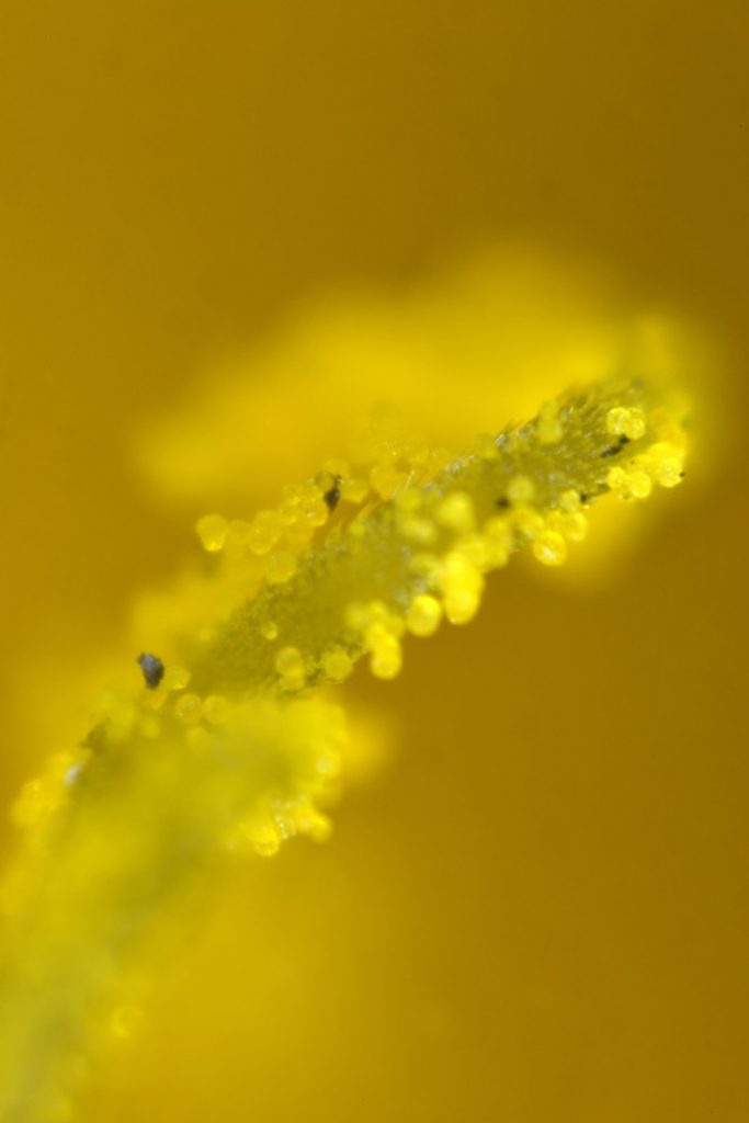 Dust Blooms. Can we put a price on the services that urban flowers ...